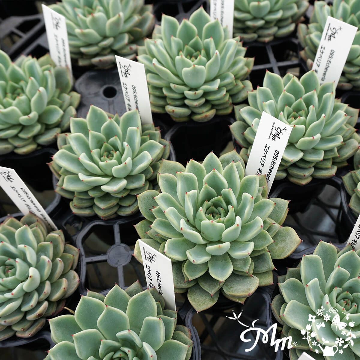 海外多肉第3弾！(エケベリア、グラプトペタルム、パキフィツム) – プロが伝える栽培ブログ | The Garden Party-ザ・ガーデン ...